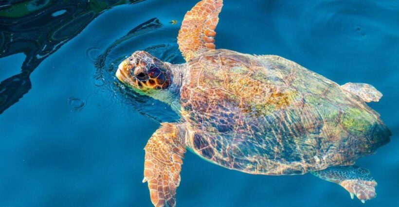 Zakynthos: Turtle Island & Keri Caves Glass-Bottom Boat Tour - FAQ