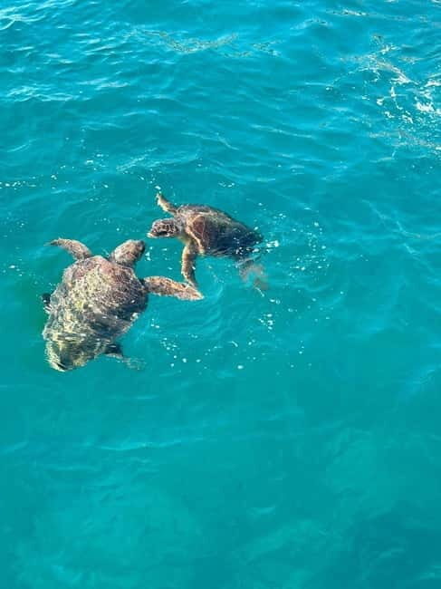 Zakynthos: Turtle Spotting Cruise with Glass-Bottom Boat - Key Points