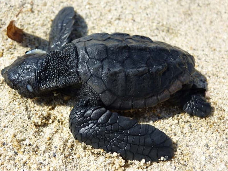 Zakynthos: Turtle Spotting Cruise with Glass-Bottom Boat - Introduction: What’s This Tour All About?