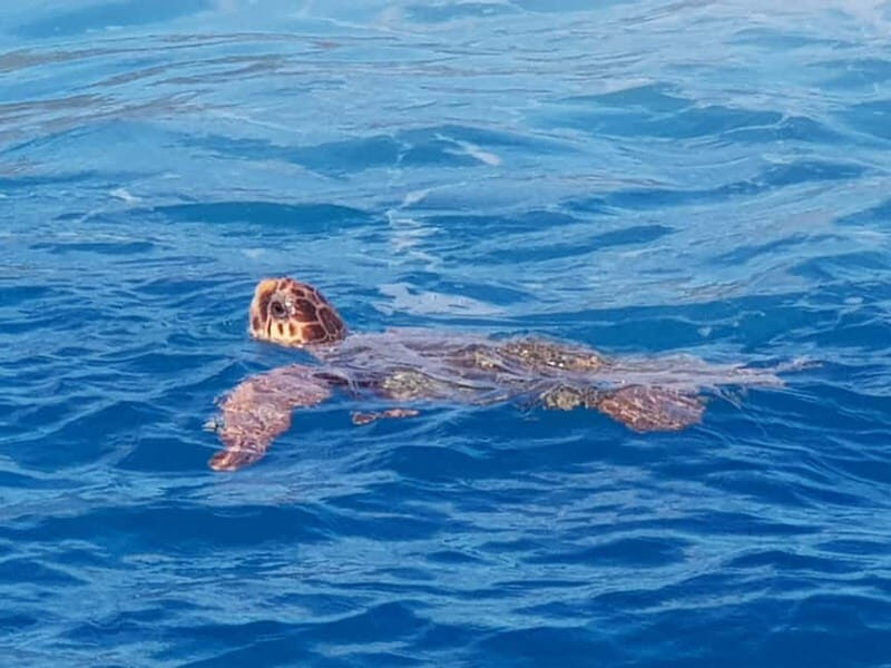 Zakynthos: Turtle Spotting Cruise with Glass-Bottom Boat - Practical Tips for Travelers