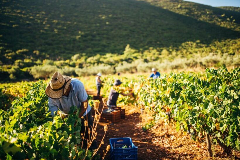 Zakynthos: Vineyard & Winery Tour with Local Winemaker - Practical Details & Value