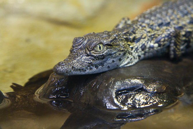 Zaragoza Aquarium Admission Ticket - Who Will Love the Zaragoza Aquarium?