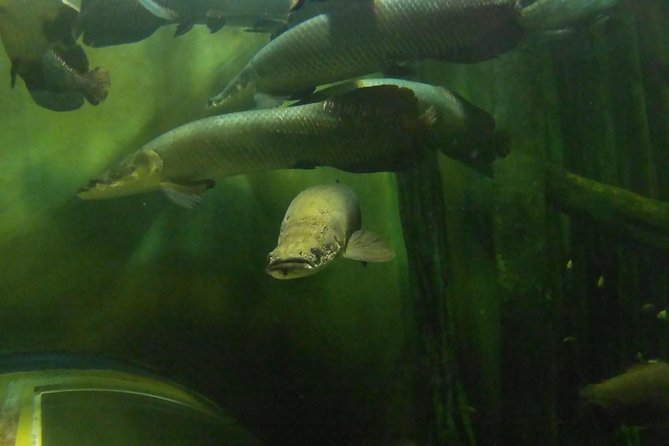 Zaragoza Aquarium Admission Ticket Review - Visitor Feedback and Ratings