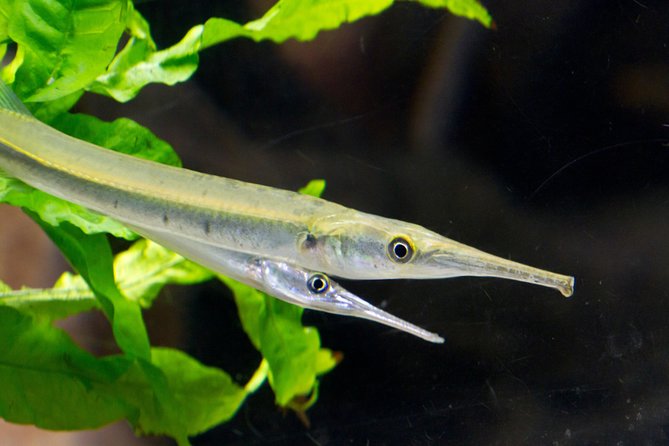 Zaragoza Aquarium Admission Ticket Review - Comparison to Other Aquariums