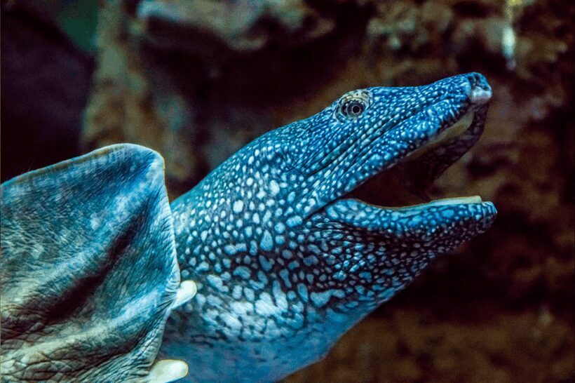 Zaragoza : Aquarium entry ticket - Key Points