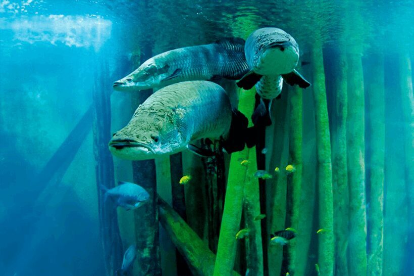 Zaragoza : Aquarium entry ticket - The Sum Up