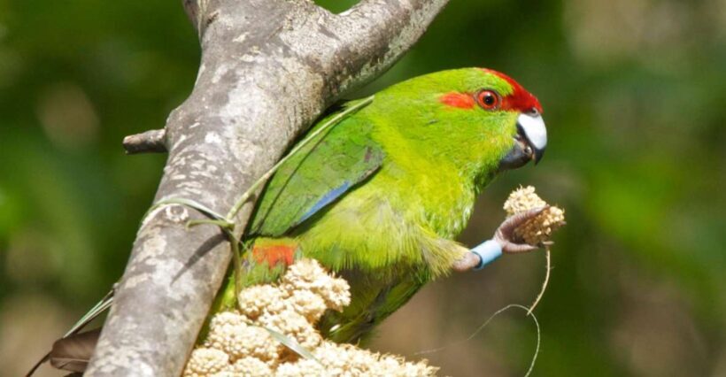 Zealandia by Day Tour - Starting Point and Logistics
