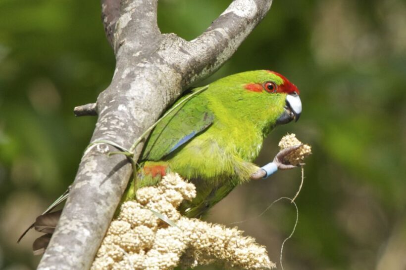 Zealandia by Day Tour - Practical Details and Cost