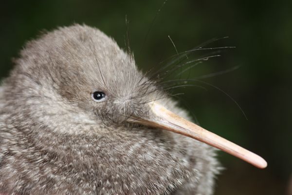 Zealandia by Night Tour - An In-Depth Look at the Zealandia by Night Tour