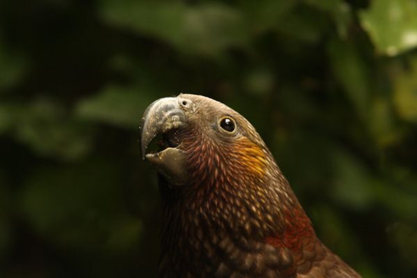 Zealandia by Night Tour - Final Thoughts: Is It Worth It?