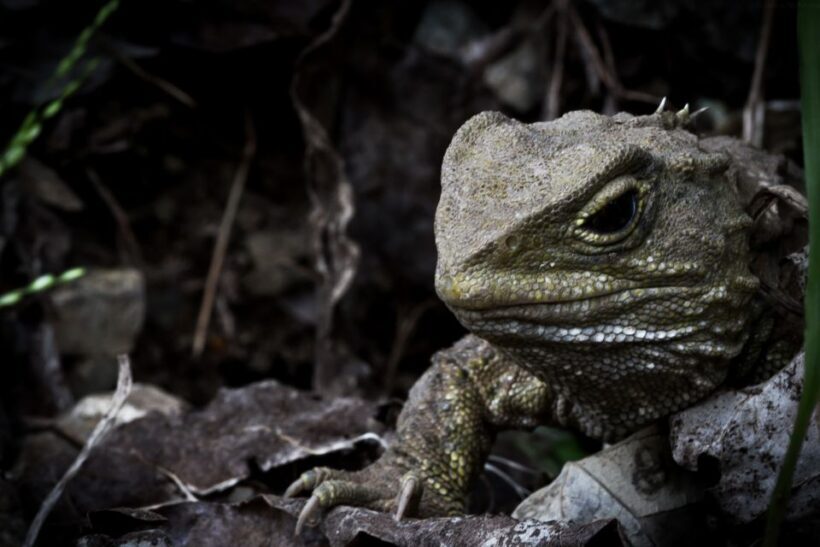 Zealandia by Night Tour - In The Sum Up