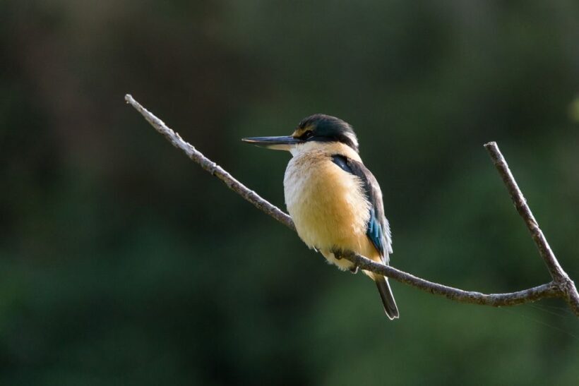 Zealandia Twilight Ecosanctuary Tour - Frequently Asked Questions