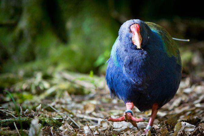 Zealandia - Twilight Guided Eco Wildlife Tour - Zealandia - Twilight Guided Eco Wildlife Tour: A Detailed Review