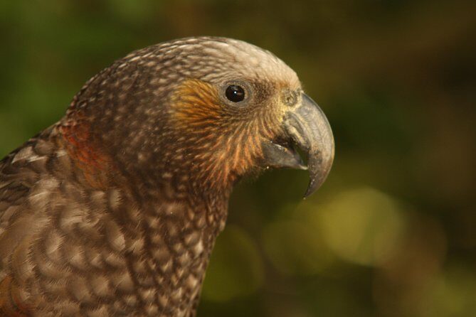 Zealandia - Twilight Guided Eco Wildlife Tour - Overall Value and Who Should Consider This Tour