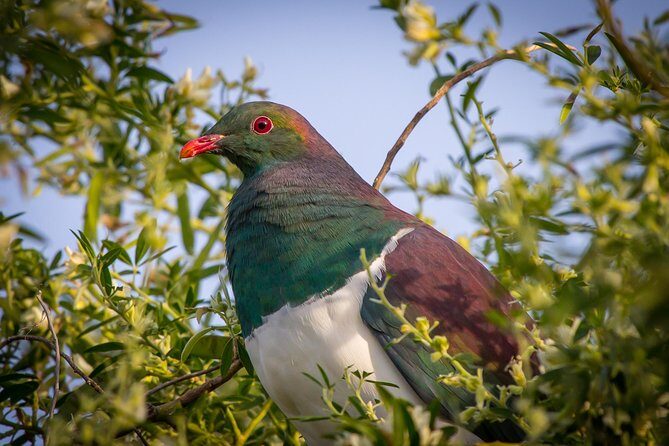 Zealandia - Twilight Guided Eco Wildlife Tour - FAQ