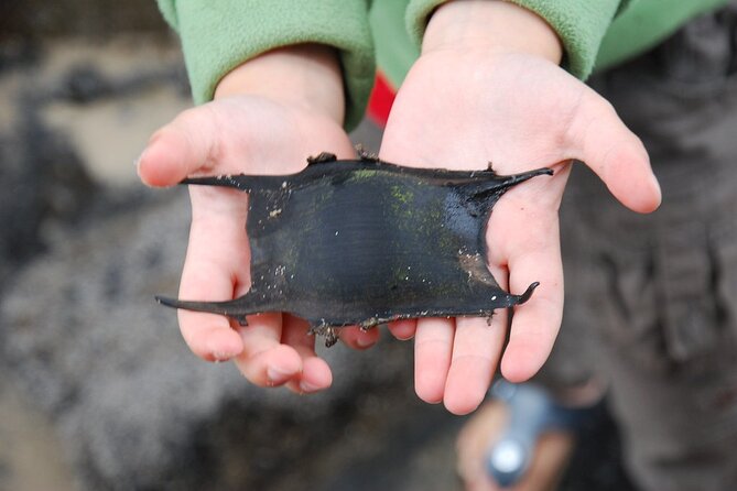 Zeeland Beach safari with Fishnet NL/DE - Who Will Enjoy This Experience?