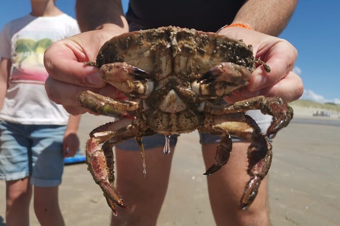 Zeeland Beach safari with Fishnet NL/DE - Why This Tour Offers Real Value