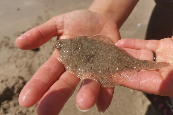 Zeeland Beach safari with Fishnet NL/DE - Frequently Asked Questions