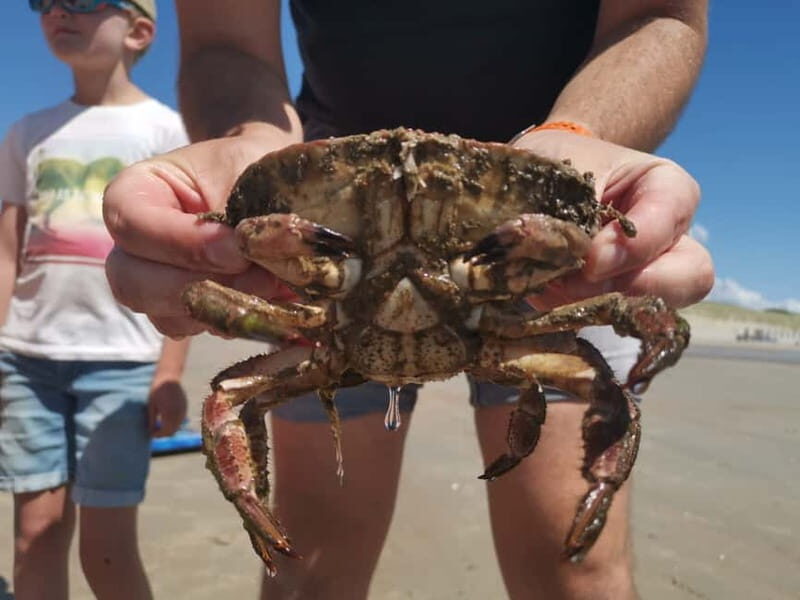 Zeeland Strand safari met visnet NL/DE - Key Points