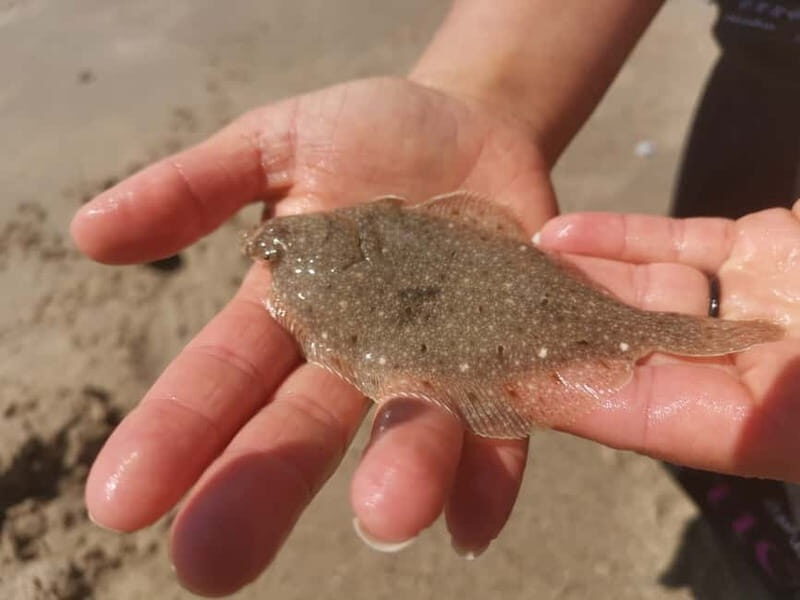 Zeeland Strand safari met visnet NL/DE - An In-Depth Look at the Zeeland Beach Safari