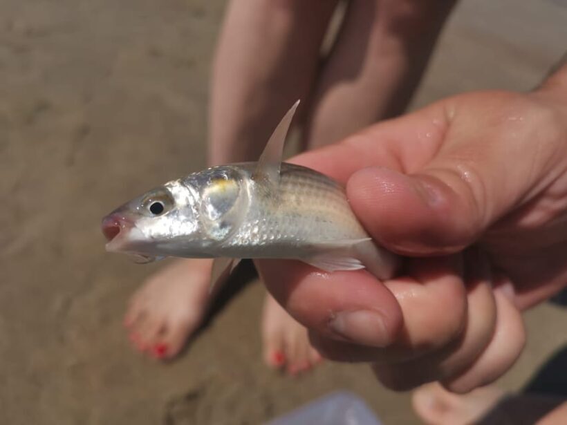 Zeeland Strand safari met visnet NL/DE - Final Thoughts: Is This Tour Worth It?