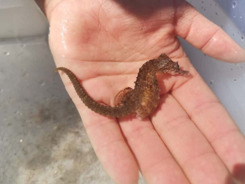 Zeeland Strand safari met visnet NL/DE - FAQs