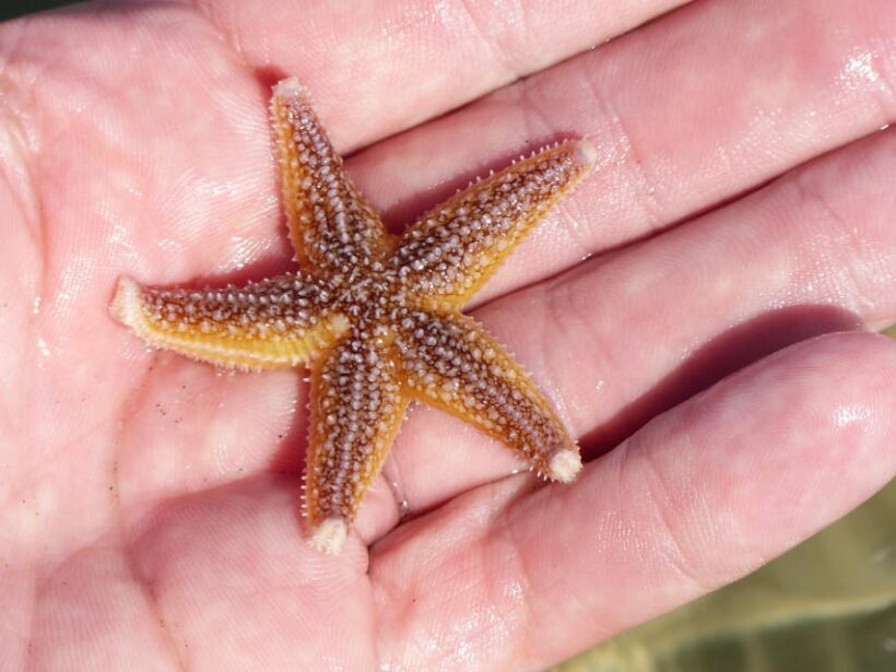 Zeeland Zeehonden strand safari NL/DE - Exploring the Zeeland Zeehonden Strand Safari