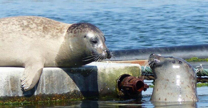 Zeeland Zeehonden strand safari NL/DE - Frequently Asked Questions