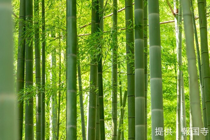Zen Retreat in Kamakura: Zen Meditation, Bamboo Temple, and Lunch - Participation and Accessibility