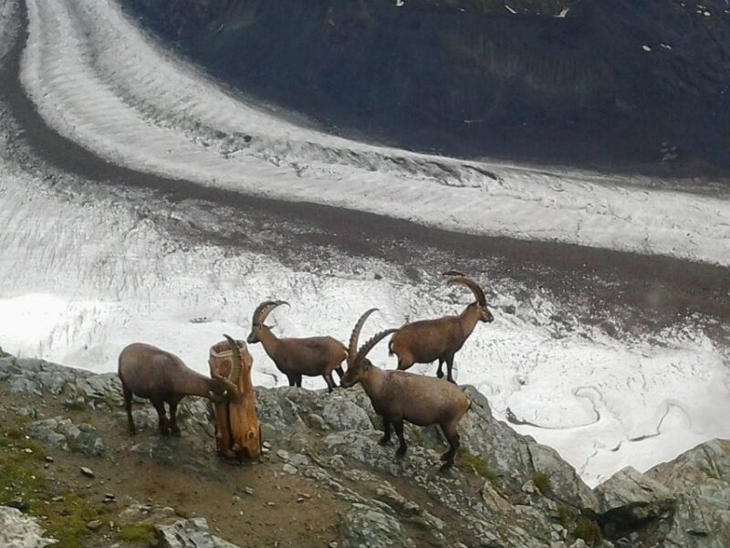 Zermatt: Village Walk and Mt. Gornergrat Private Tour - Important Information and Requirements