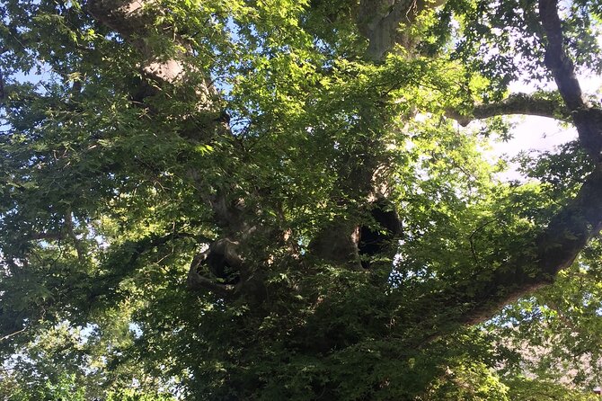 Zeuss Birthplace- Old Villages-Olive Oil Factory- Small Group - The Sum Up