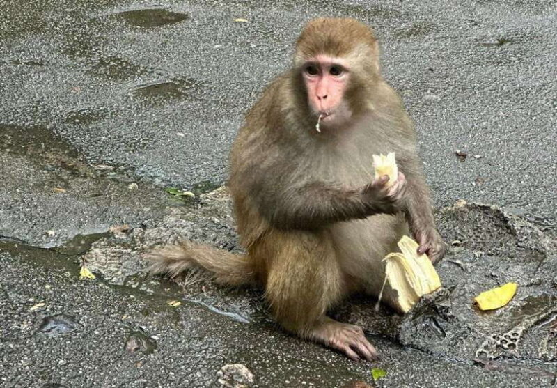 Zhangjiajie: National Forest Park+Tianzi Mountain Day Tour - Discovering Zhangjiajie: A Day Tour Through Chinas Iconic Landscape