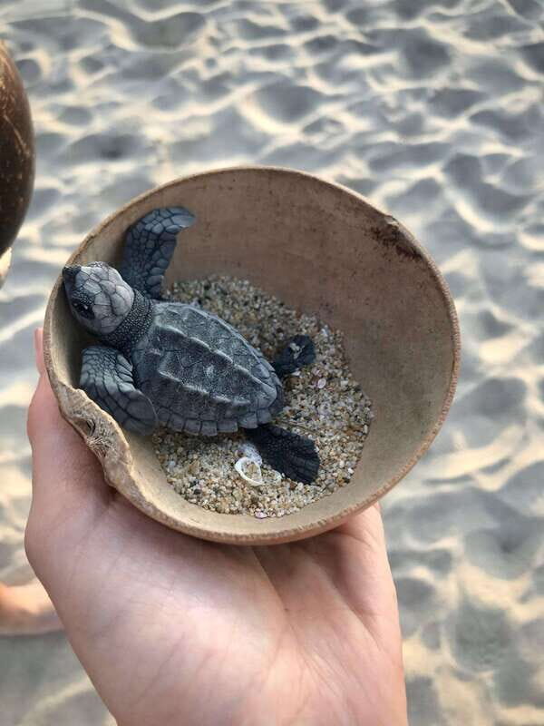 Zihuatanejo, Guerrero: Turtle Release Experience - Key Points