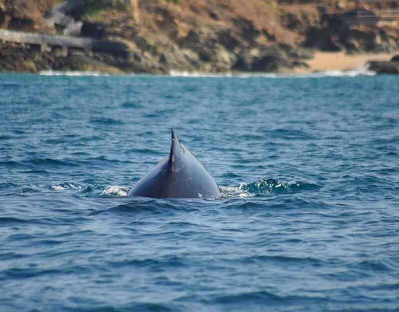 Zihuatanejo: Marine Life Observation Tour - Setting the Scene: What You Can Expect