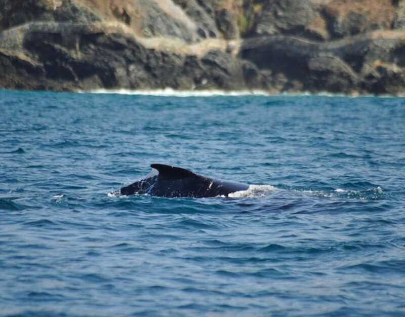 Zihuatanejo: Marine Life Observation Tour - Snorkeling and Refreshments