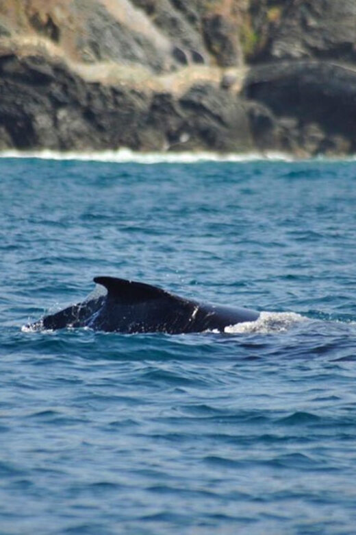 Zihuatanejo: Marine Life Observation Tour - What Reviewers Say