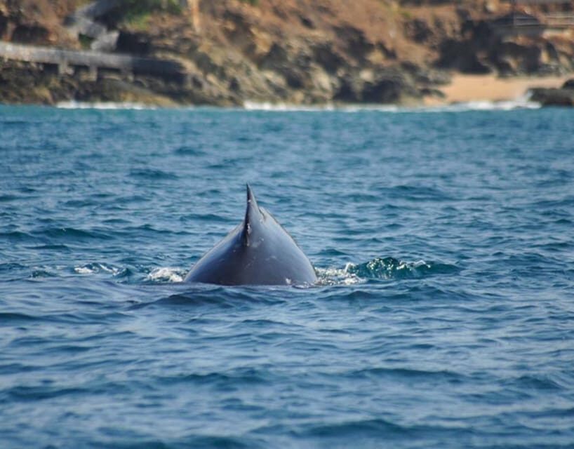 Zihuatanejo: Marine Life Observation Tour - Who This Tour Is Best For