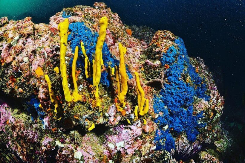 Zihuatanejo: Moonlit Dive at Las Gatas - Practical Tips