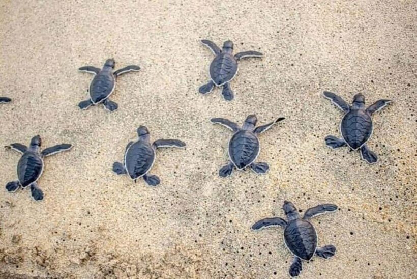 Zihuatanejo: Turtle Release Experience at Playa Blanca - Zihuatanejo: Turtle Release Experience at Playa Blanca