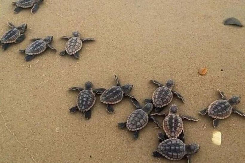 Zihuatanejo: Turtle Release Experience at Playa Blanca - Practical Details and Value