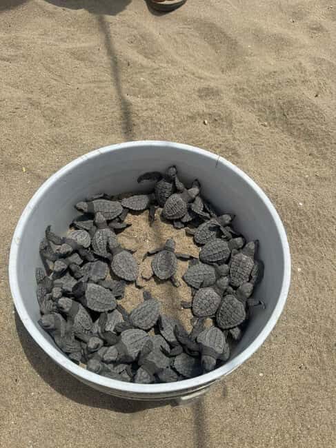 Zihuatanejo: Turtle Release Experience at Playa Blanca - Final Thoughts