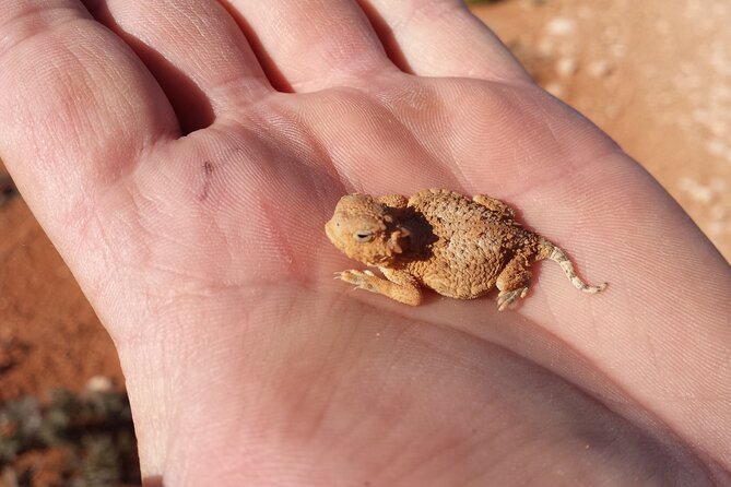 Zion Jeep Tour Premium Package - Morning Tour - Spotting Local Wildlife