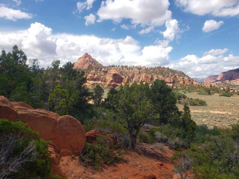 Zion National Park - Kolob Terrace: 1/2 Day Sightseeing Tour - Authentic Experiences and Reviewer Insights