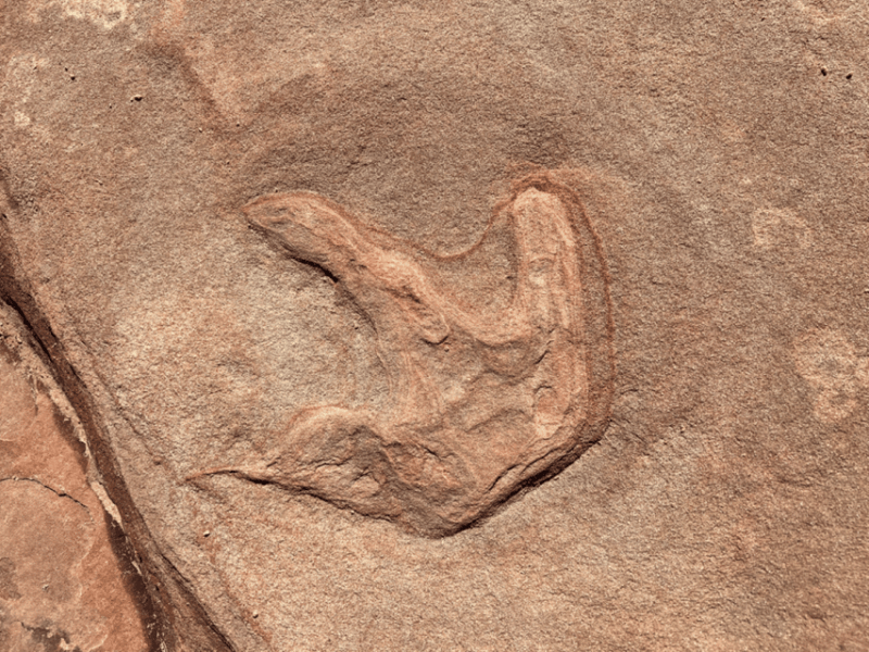 Zion National Park: UTV Outback Tour - FAQ