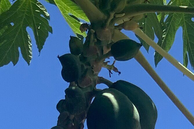 Zip line with 7 waterfall - Final Thoughts: Is This Tour Worth It?