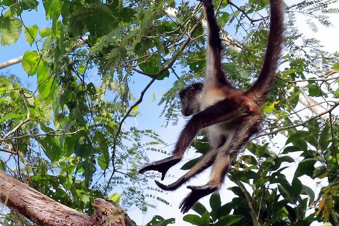 Zip lining and Canoe Monkey jungle in Tulum - Authenticity and Traveler Feedback