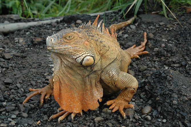 Zipline Canopy Tour From Guanacaste - Overview of the Zipline Canopy Tour