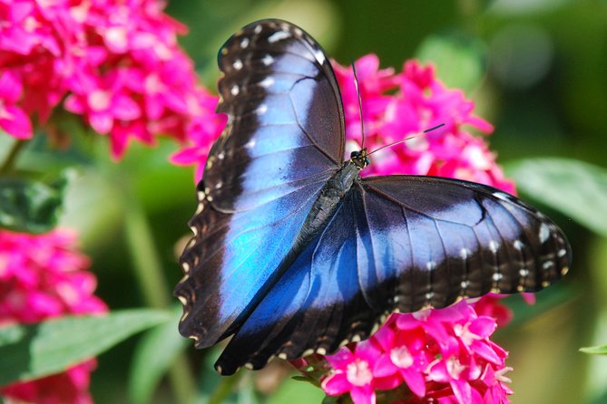 Zipline Canopy Tour From Guanacaste - Preparing for the Zipline Experience