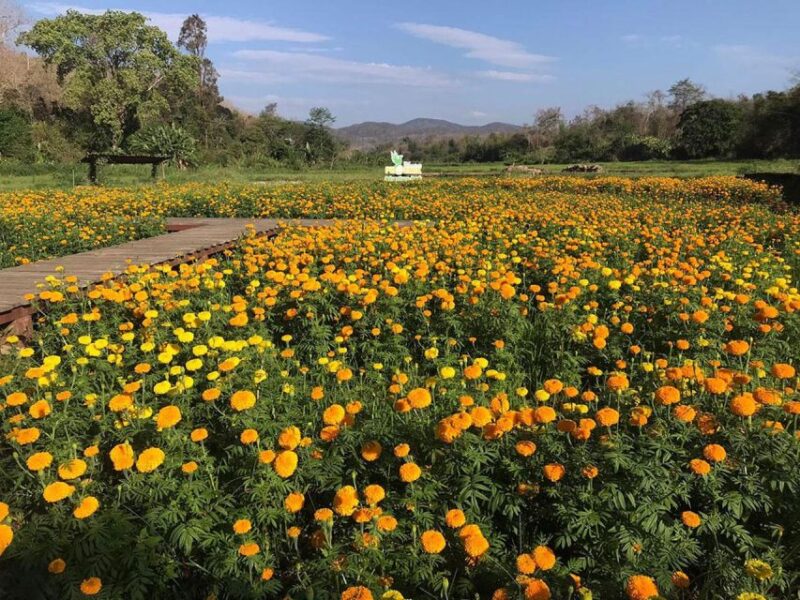 Zipline Experience in Chiang Mai - FAQs