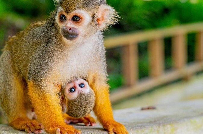 Ziplines Jungle Day Combo Tour - Practical Tips for Making the Most of Your Day